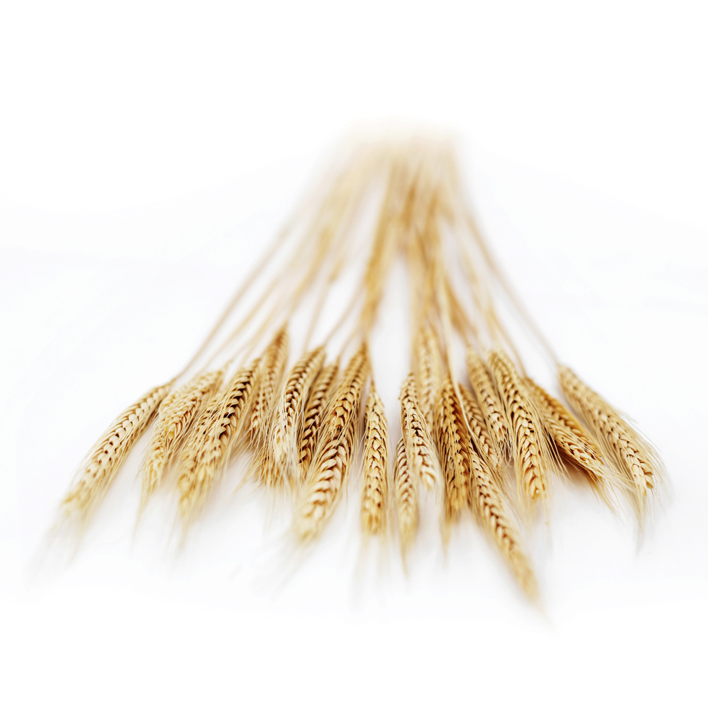 Wheat - Terra Nova